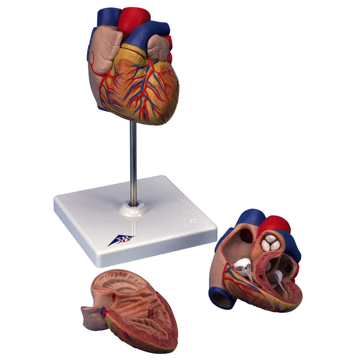 All Prints | Heart Model, 2 Parts